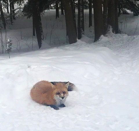 Take the advice of a fox: Curl up and Relax! - TimberWolff Realty LLC