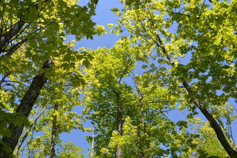 TimberWolff Listings - TimberWolff Realty LLC