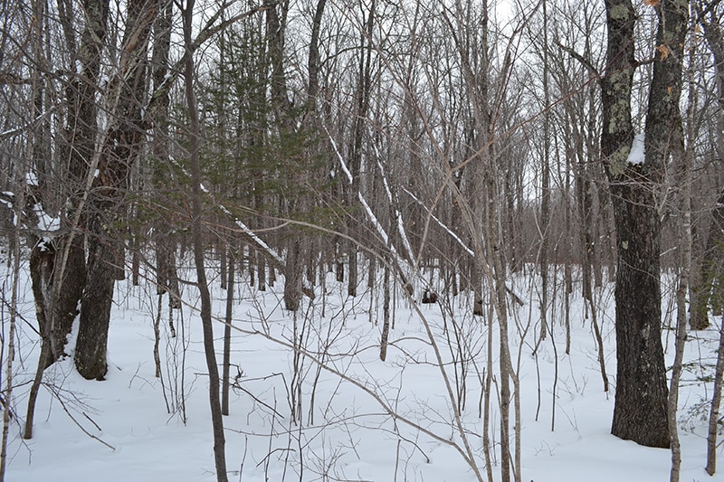 TimberWolff Listings - TimberWolff Realty LLC