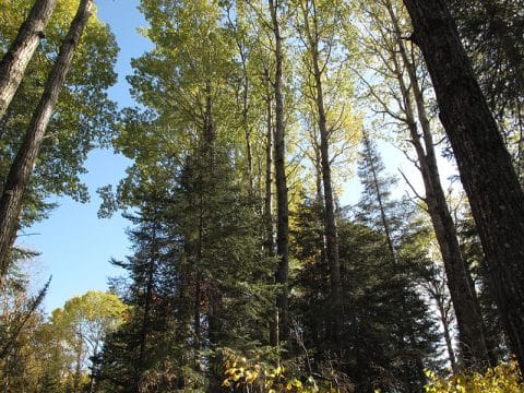 TimberWolff Listings - TimberWolff Realty LLC