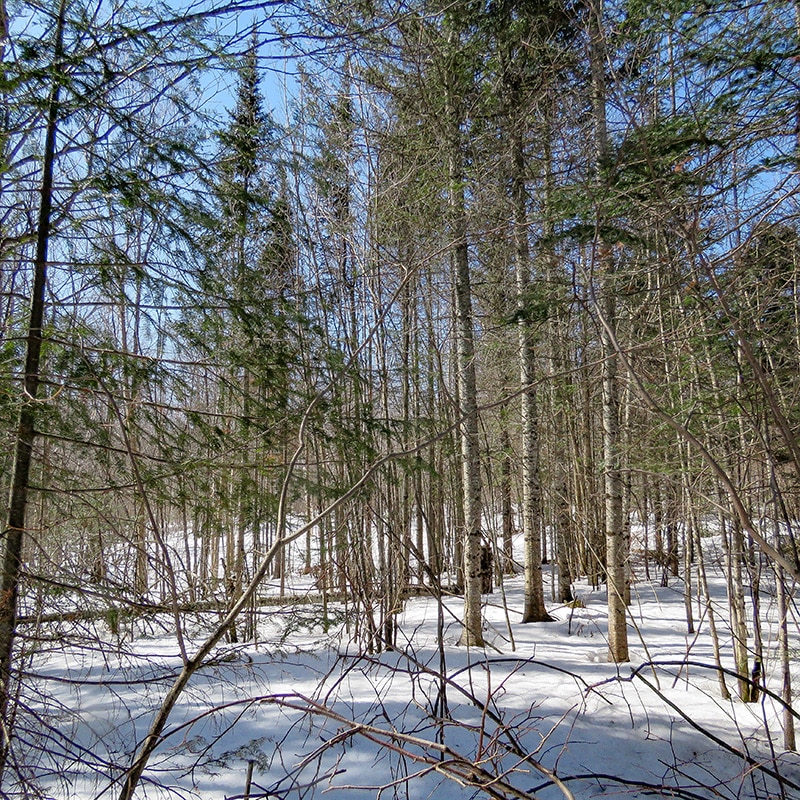 11+ acres just 8 Miles from the Cross River in Schroeder! - TimberWolff ...
