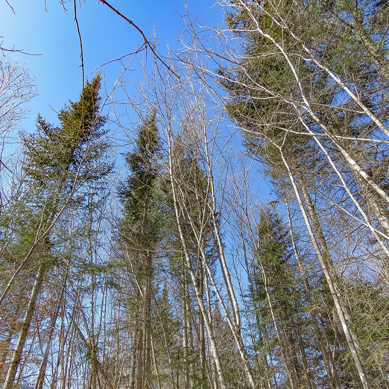 Home - TimberWolff Realty LLC