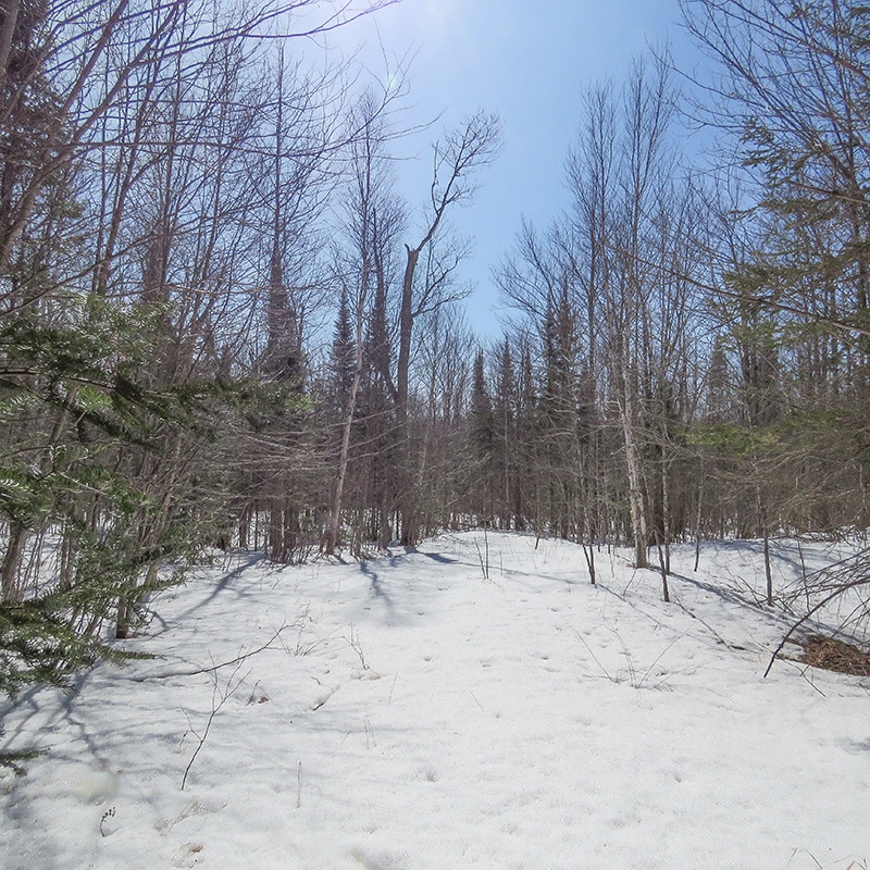 11+ acres just 8 Miles from the Cross River in Schroeder! - TimberWolff ...